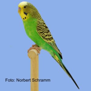 Merkblatt Wellensittiche - dresdner-vogelfreunde.de